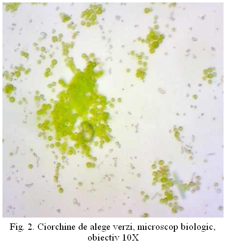 Sub microscop - Algele verzi - Centrul de educatie in astronomie si ...